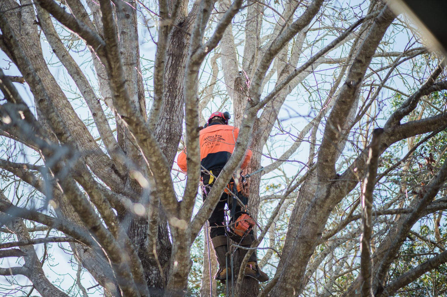 About Us - Valley Trees